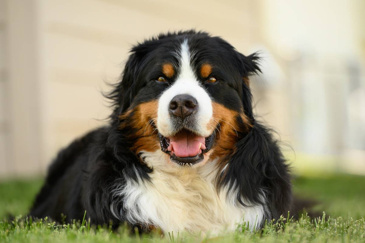 7 Dog Breeds That Are Friendly, Loyal and Perfect for Large Families ...
