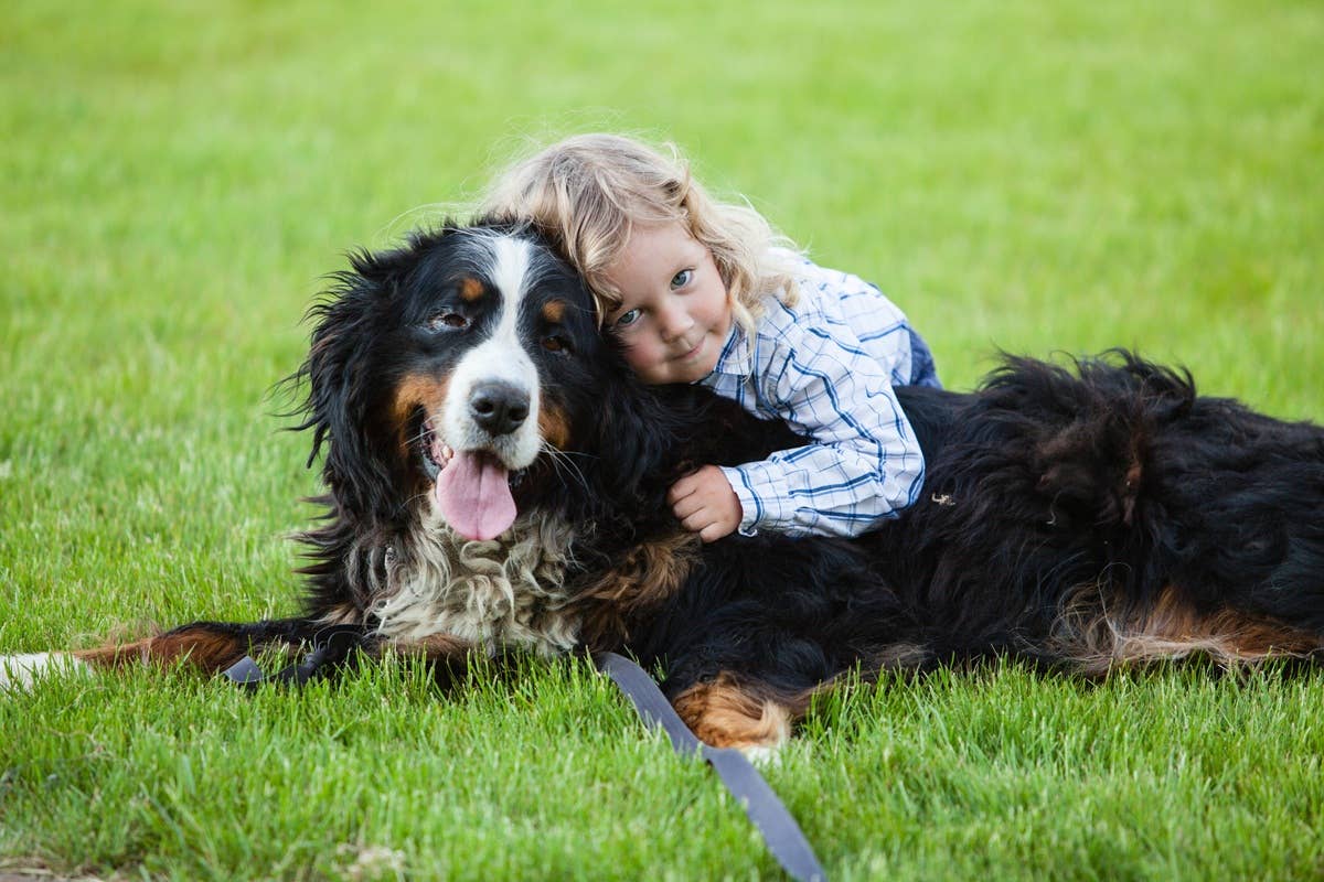 7 Dog Breeds That Are Friendly, Loyal and Perfect for Large Families ...