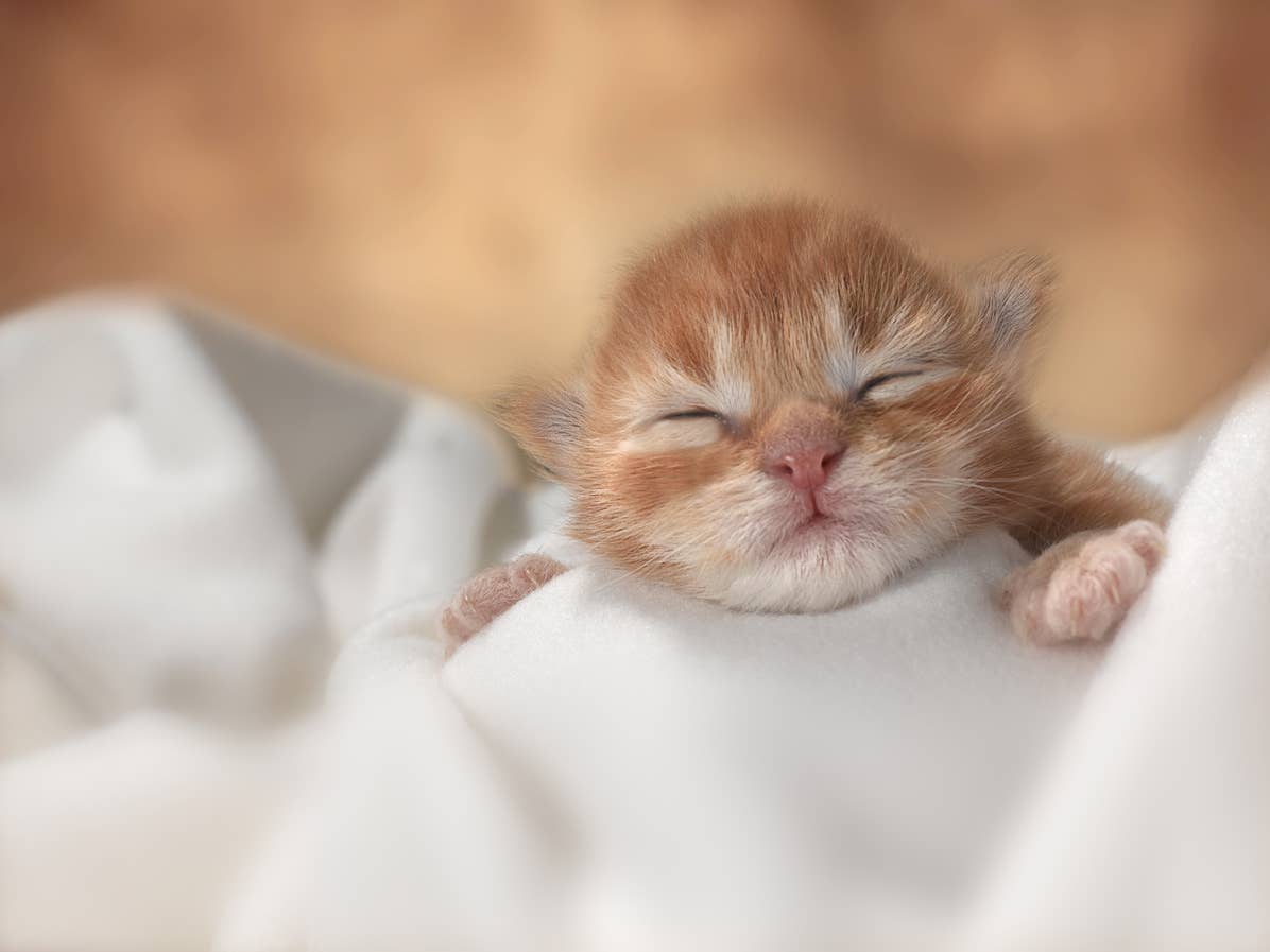 13-Day-Old Orange Maine Coon Kittens Look Like Cute Little Cheetos ...