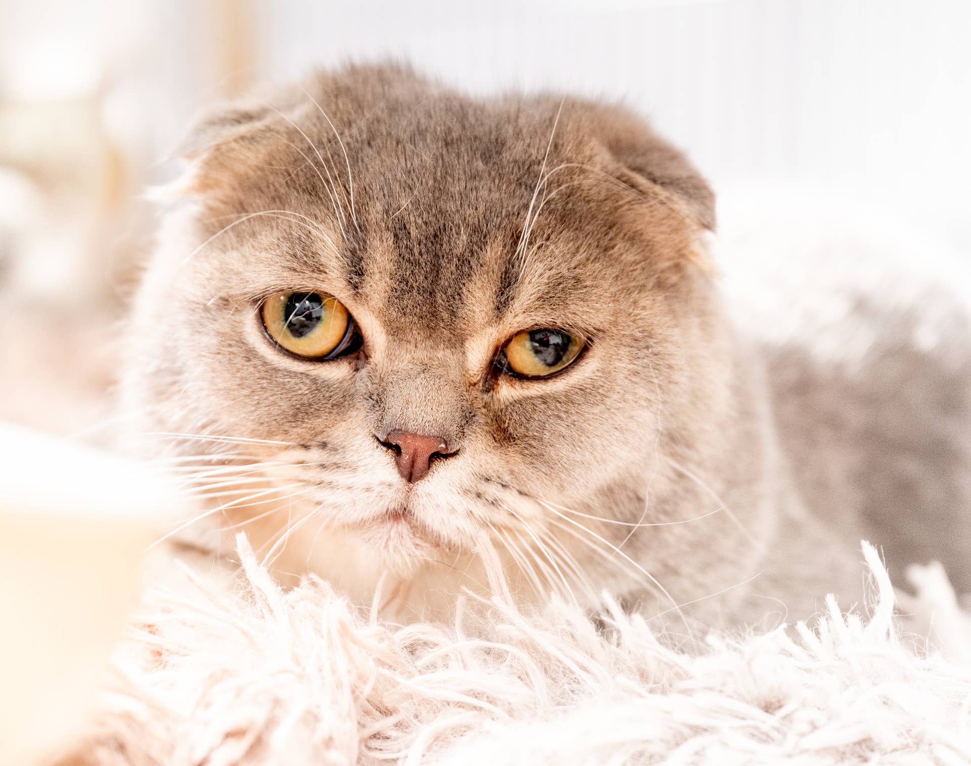 Cat Gives Mom All His Opinions After She Dares to Leave for a Few Days ...