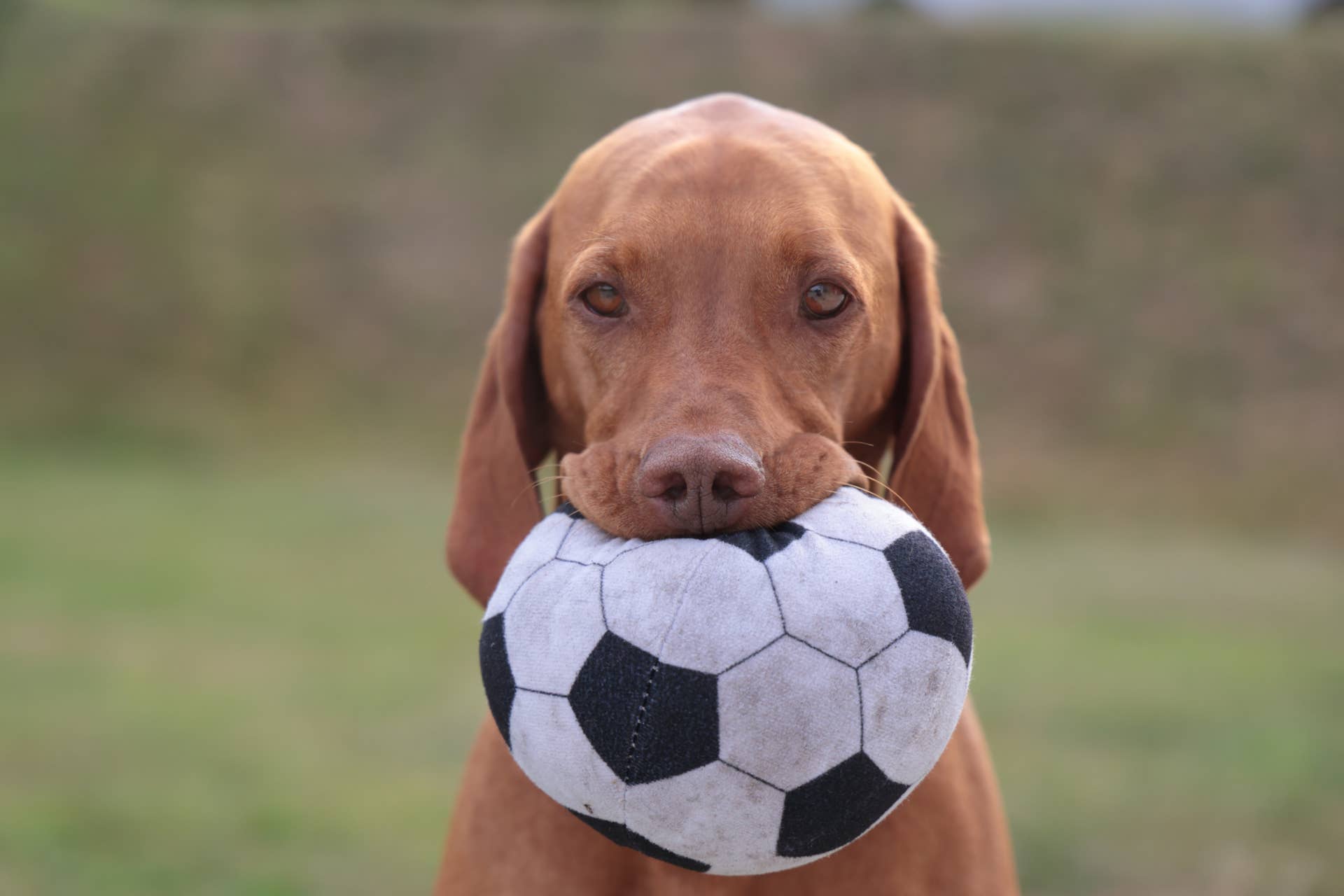 Professional Soccer Game Briefly Interrupted by a Dog Who Was, Frankly ...
