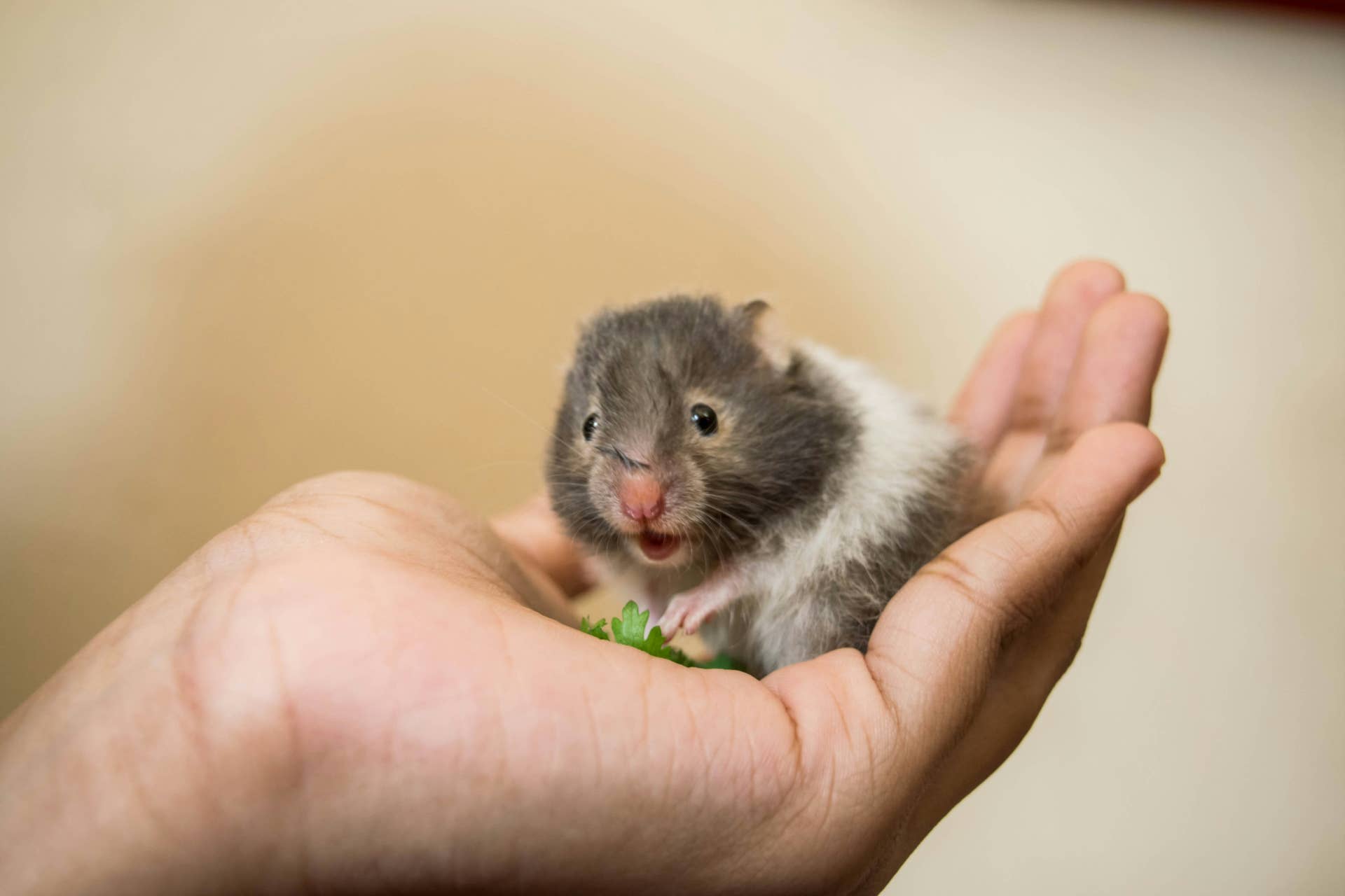 The Theories About Why This Hamster Found His Human at Night Are Too ...