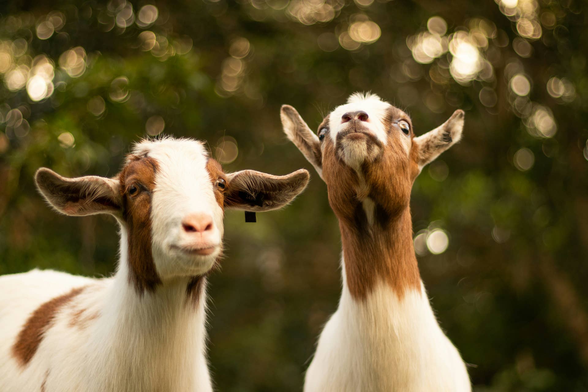 Homesteader Shares Hilarious Video of Chaos-Loving Goats Climbing Where ...