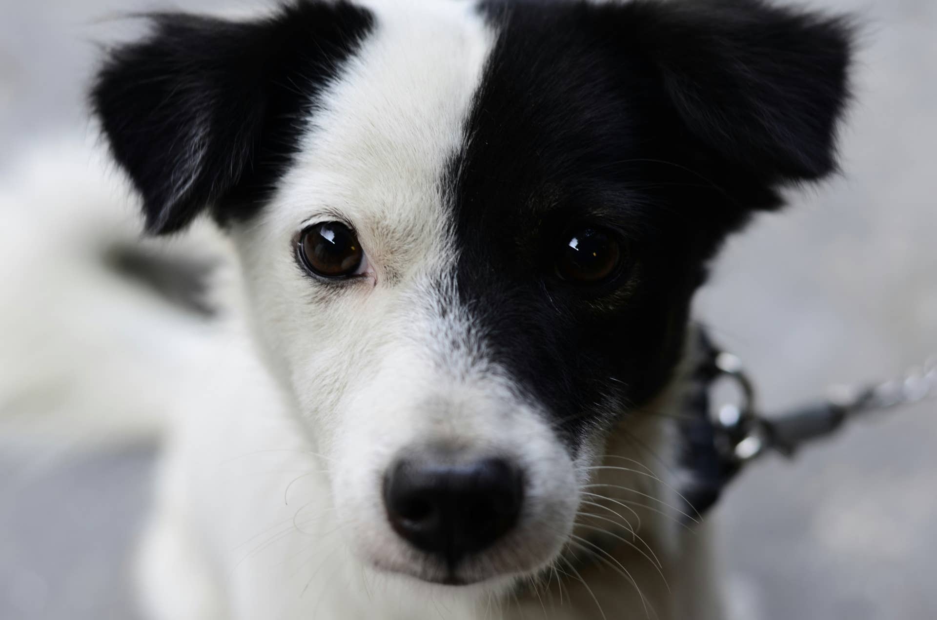 Abandoned Puppy With Brain Damage Is 'Not Giving Up' on Learning to ...