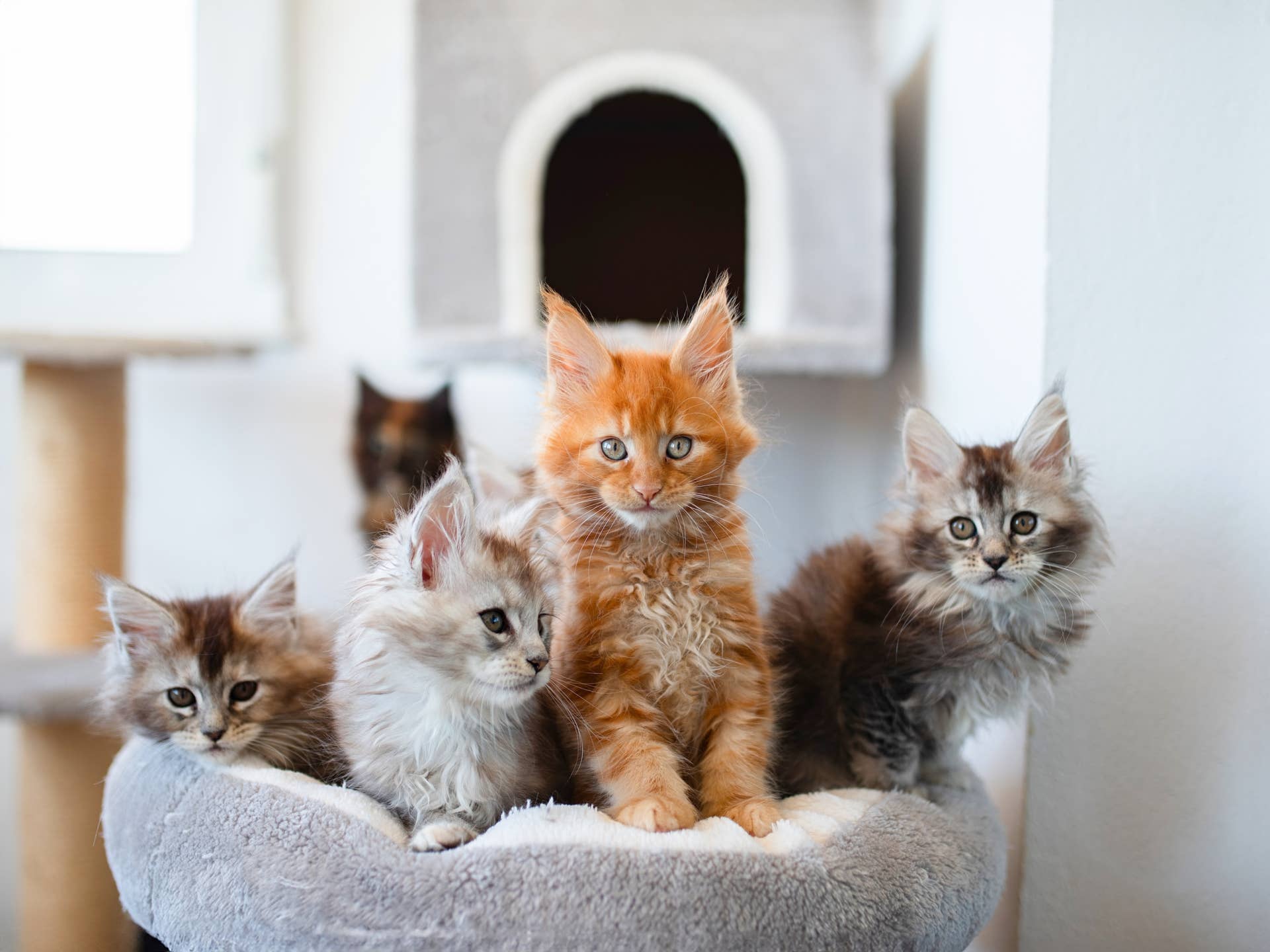 Grey Maine Coon Gives Birth to a Rainbow of Tiny Kittens - Parade Pets