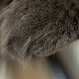 Grey Maine Coon Gives Birth to a Rainbow of Tiny Kittensnet - Parade Pets
