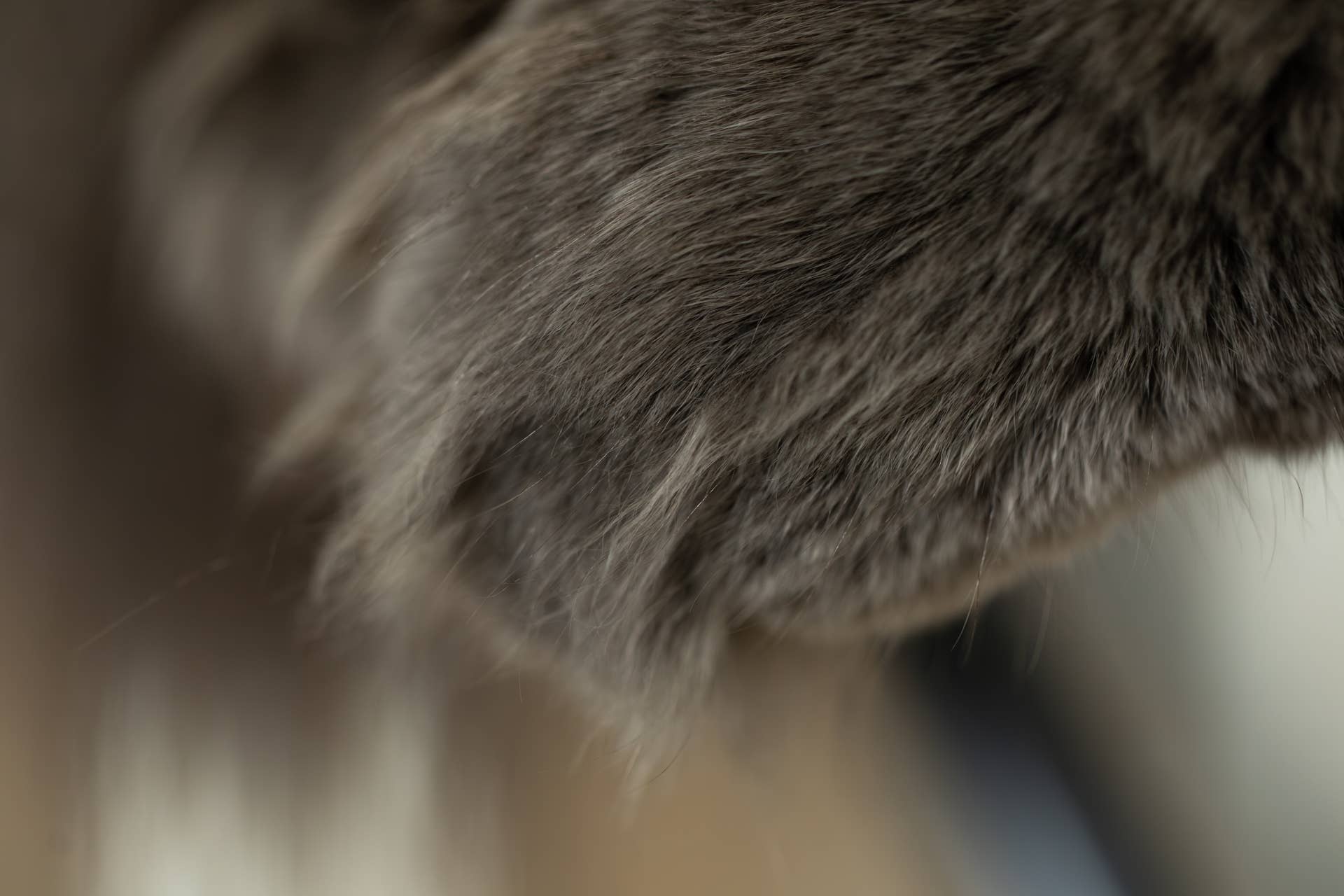 Grey Maine Coon Gives Birth to a Rainbow of Tiny Kittens - Parade Pets