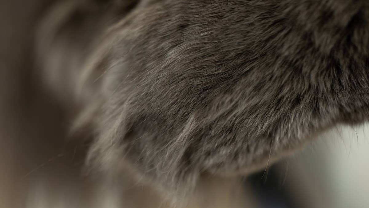 Grey Maine Coon Gives Birth to a Rainbow of Tiny Kittensnet - Parade Pets