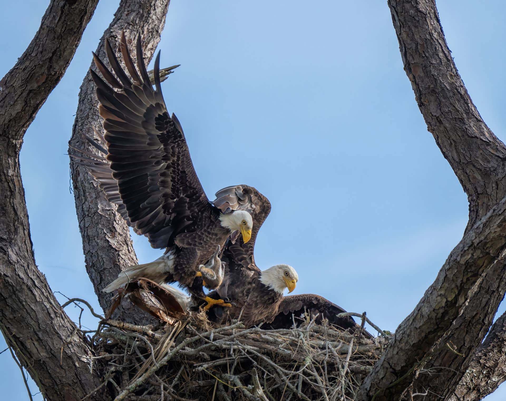 Bald Eagle Hilariously ‘Crash Lands’ Into Her Nest - Parade Pets