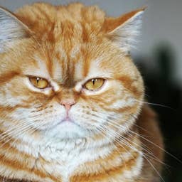 This $5 Orange Cat Lego Build at Target Is Selling Fast - Parade Pets
