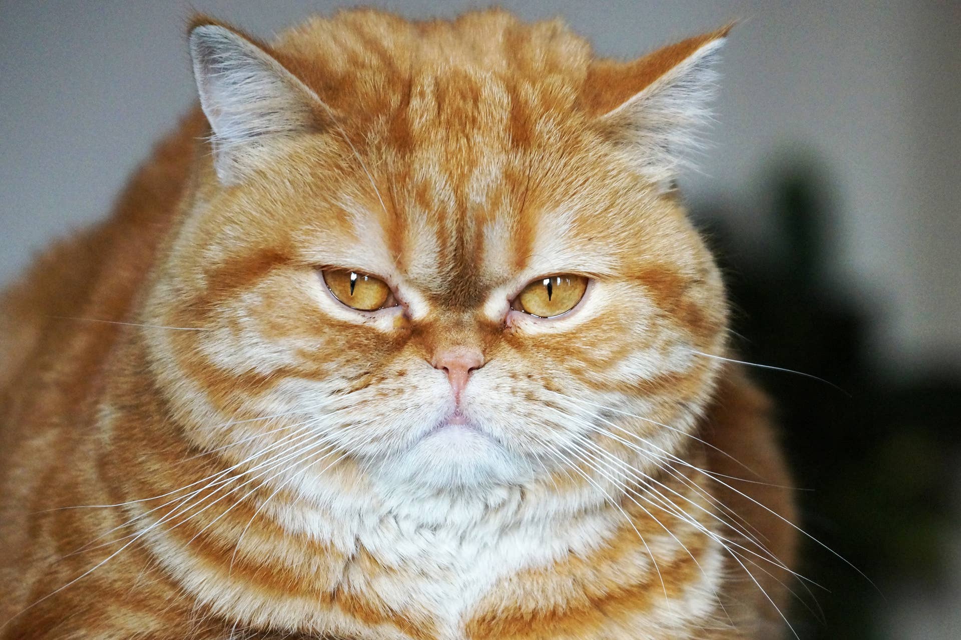 Meet the Real-Life Garfield: This Enormous Orange Cat Has People ...