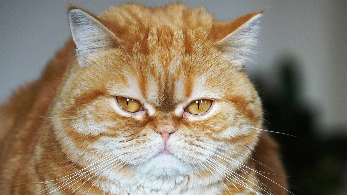 Meet the Real-Life Garfield: This Enormous Orange Cat Has People ...