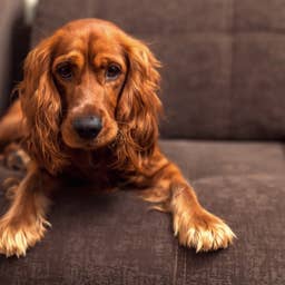 Cocker Spaniel Hasn’t Had a Walk Because of the Heatwave—and It ...