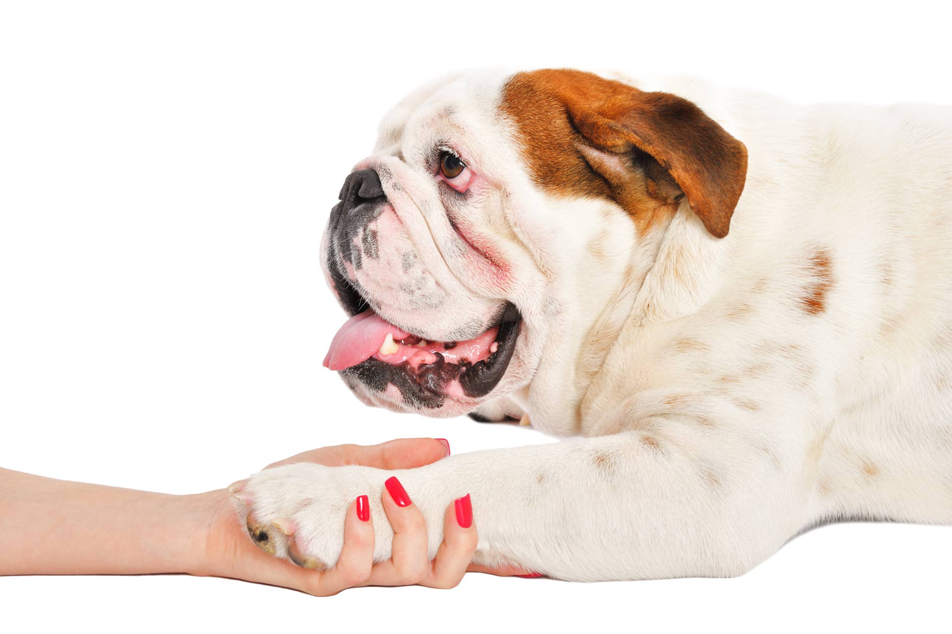 English Bulldog's Precious Obsession With Her Mom Is Too Cute to Miss ...