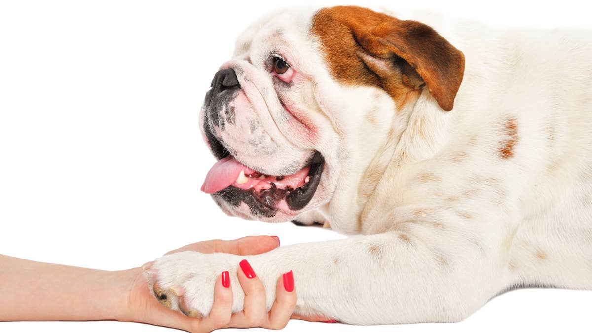 English Bulldog's Precious Obsession With Her Mom Is Too Cute to Miss ...