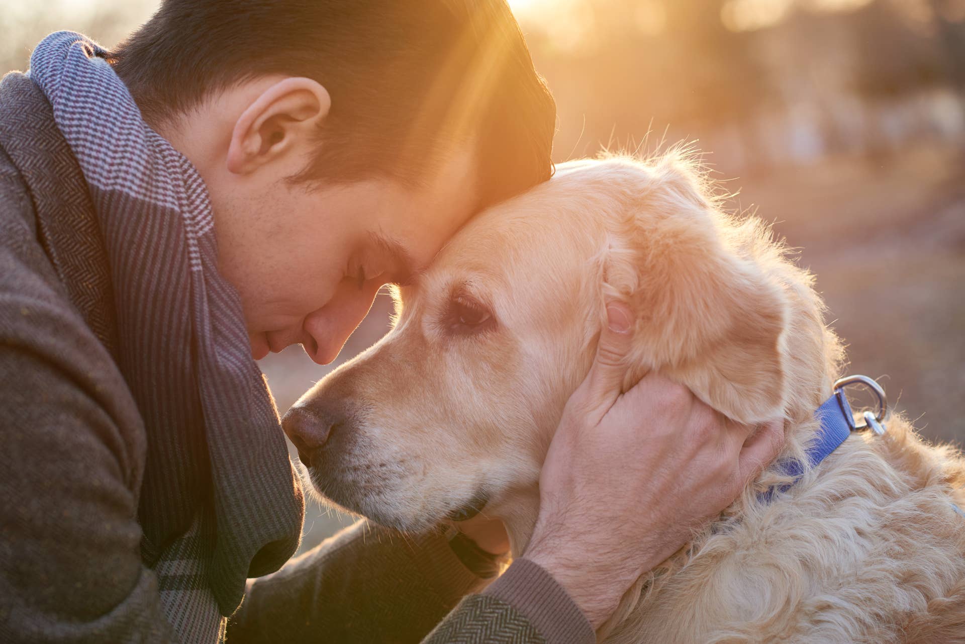Dramatic Golden Retriever Doesn't Get His Way and Goes Full Diva on Dad ...