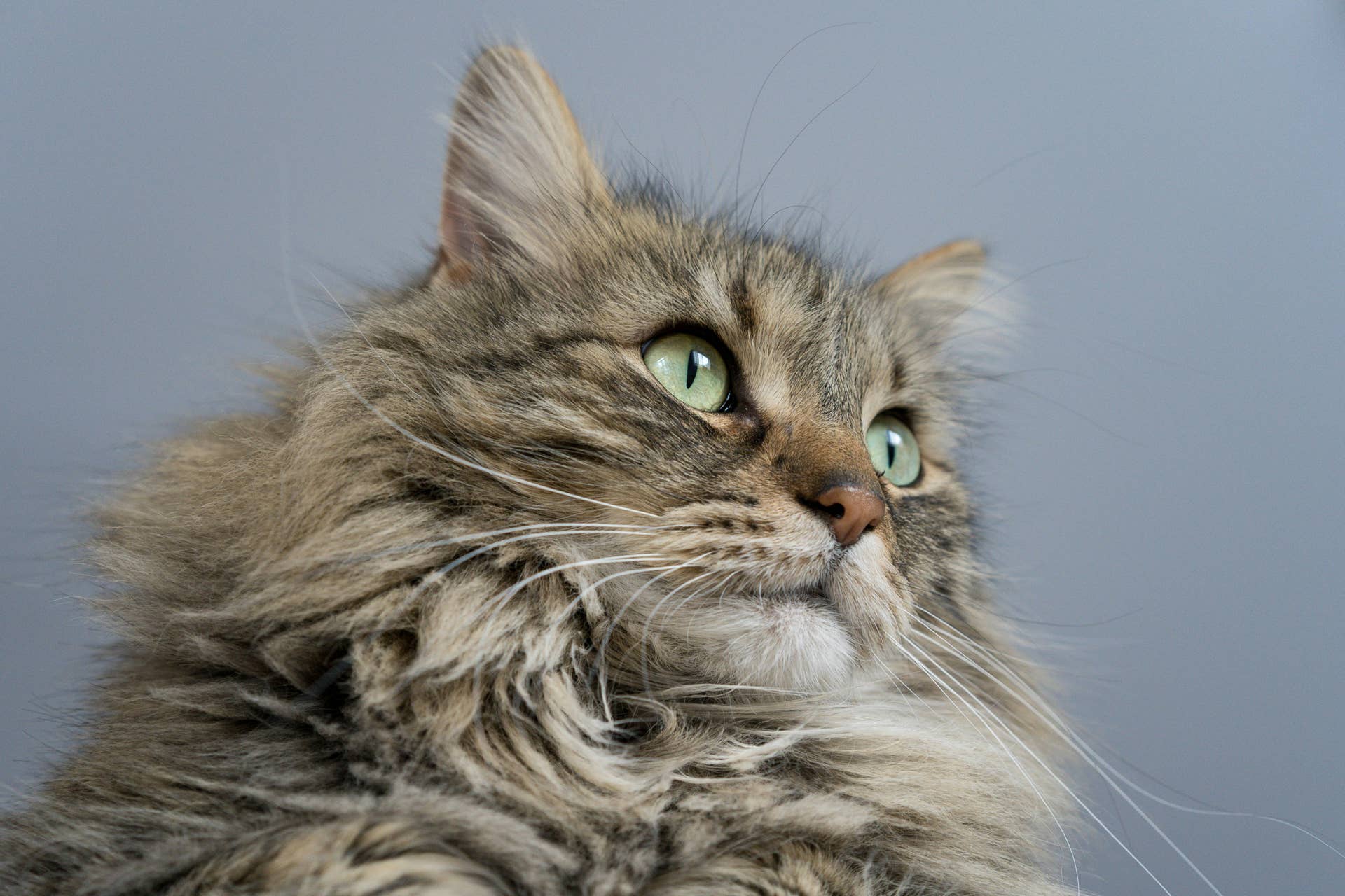 Shelter Cat Who 'Hasn't Opened Up to Anybody' Lets Staff Member Hold ...