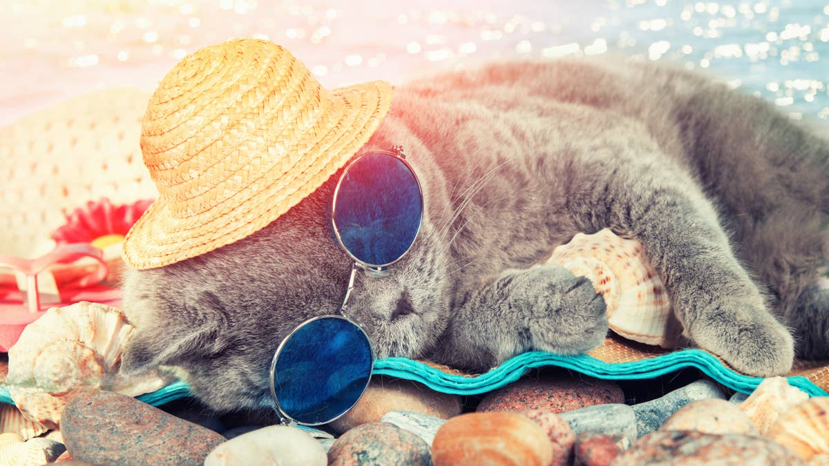 British Shorthair Cat Struts Around in Summer Crocs Like He Owns the ...
