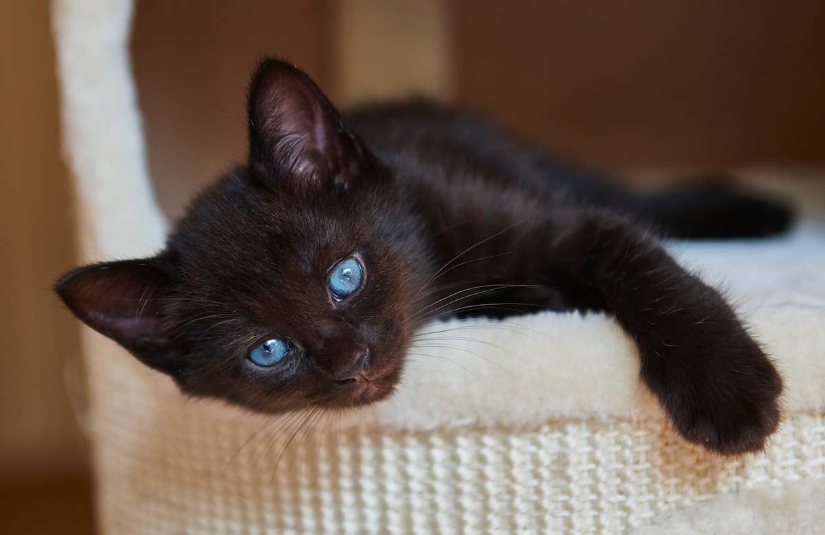 Meet Tuesday: The Tiny Dwarf Cat With Blue Eyes Who's Breaking Hearts ...