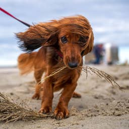 Dachshund Sees Baby Getting Special Treatment and Demands the Exact ...