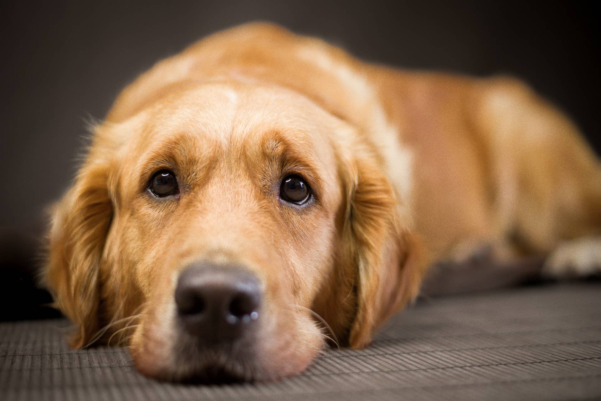 This Golden Retriever's Reaction To Becoming a Big Sister Is ...