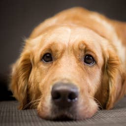 These Smitten Golden Retrievers Took Their Relationship to the Next ...