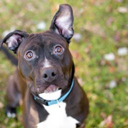 Dramatic American Bully Literally Slams the Door After Getting Denied ...