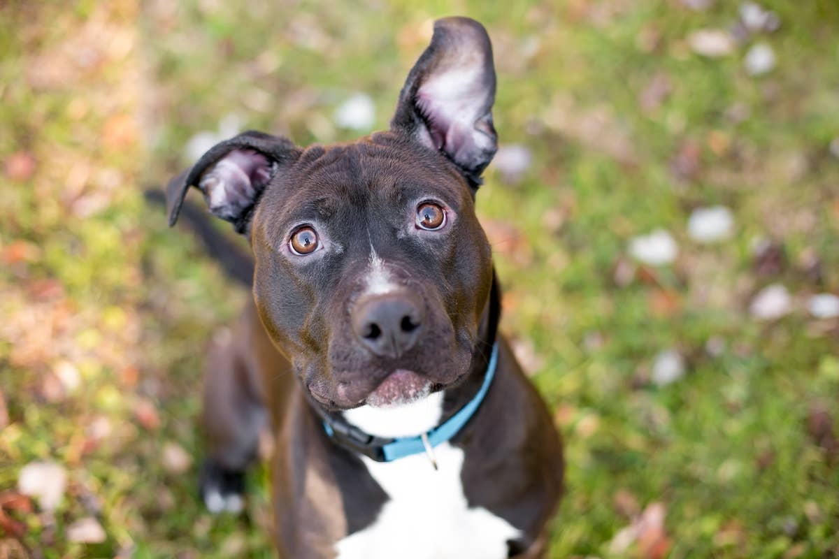 Rescue Pit Bull Finally Finds Her Bark but Ends up Scaring Herself ...