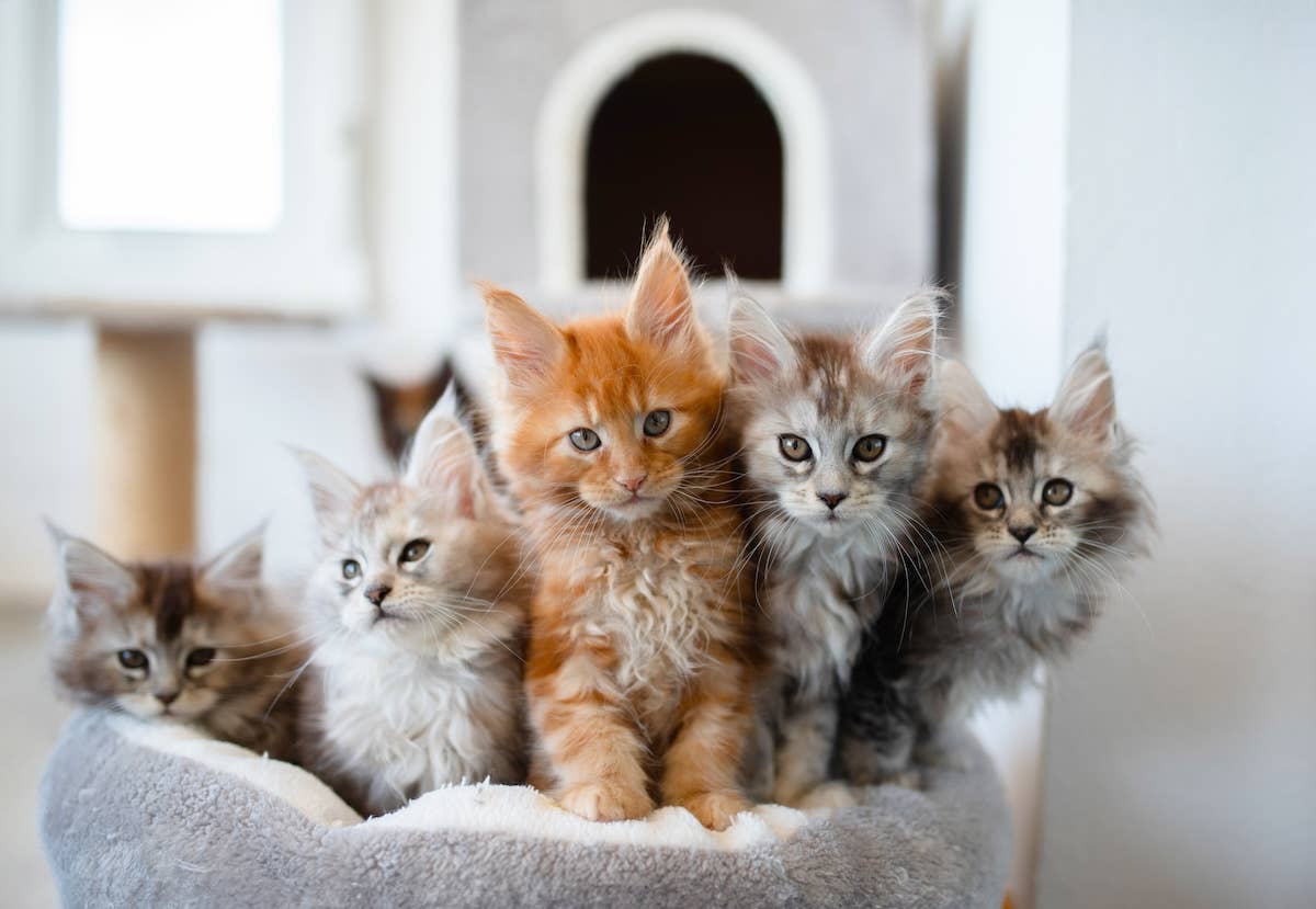 Watch These Foster Kittens Figure Out Exactly How to Escape the Pet ...