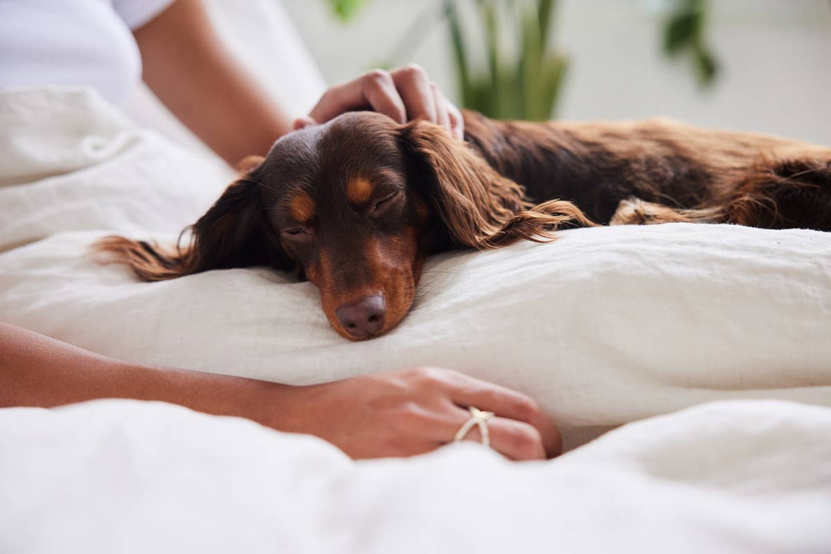 7 Signs Your Dog Feels Safe and Loved at Bedtime, According to Trainers ...