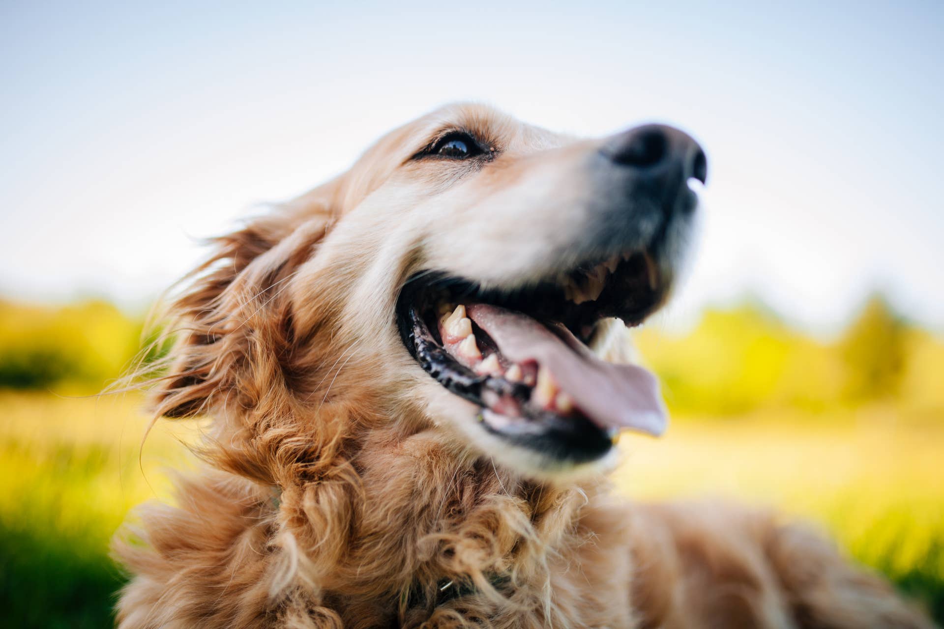 Adorable Golden Retriever Looks Like a Fluffy, Buttery Croissant ...