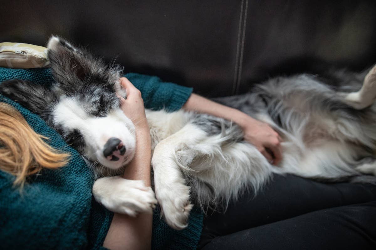 7 Signs Your Dog Feels Safe and Loved at Bedtime, According to Trainers ...