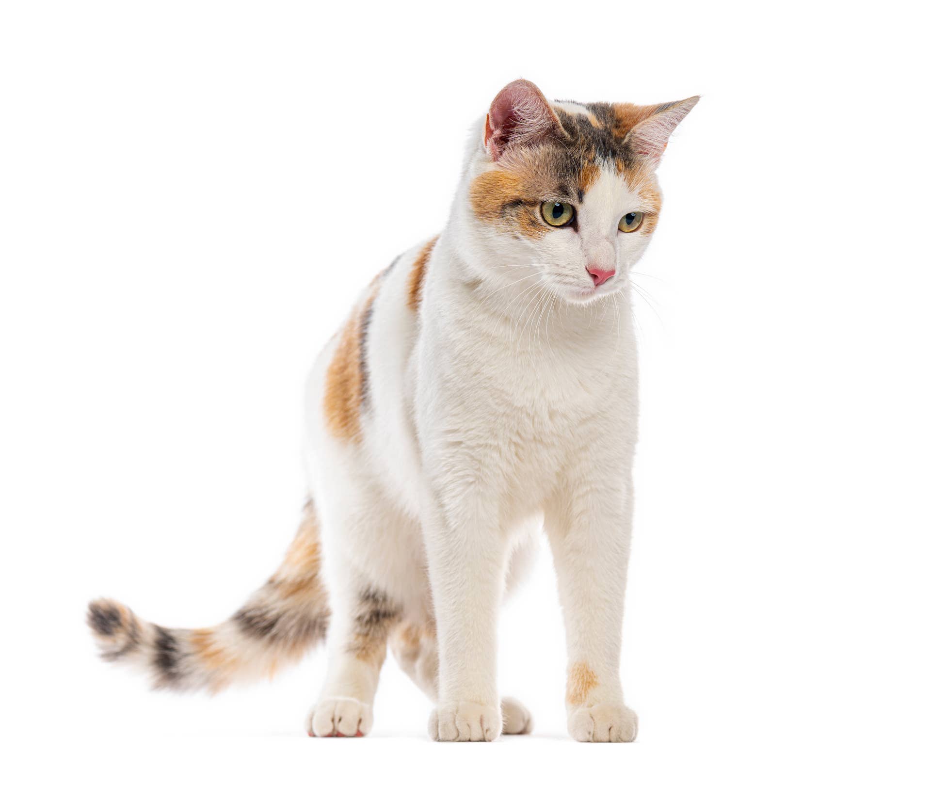 Rare Calico Cat Stuns Viewers With Her 1-in-4,000 Coloring - Parade Pets