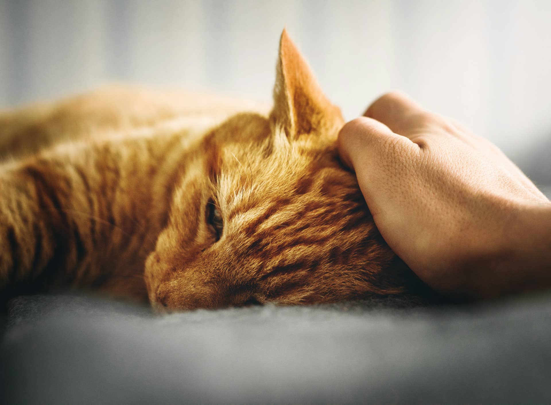 7 Subtle Signs Your Cat May Be in Pain and Trying to Hide It - Parade Pets