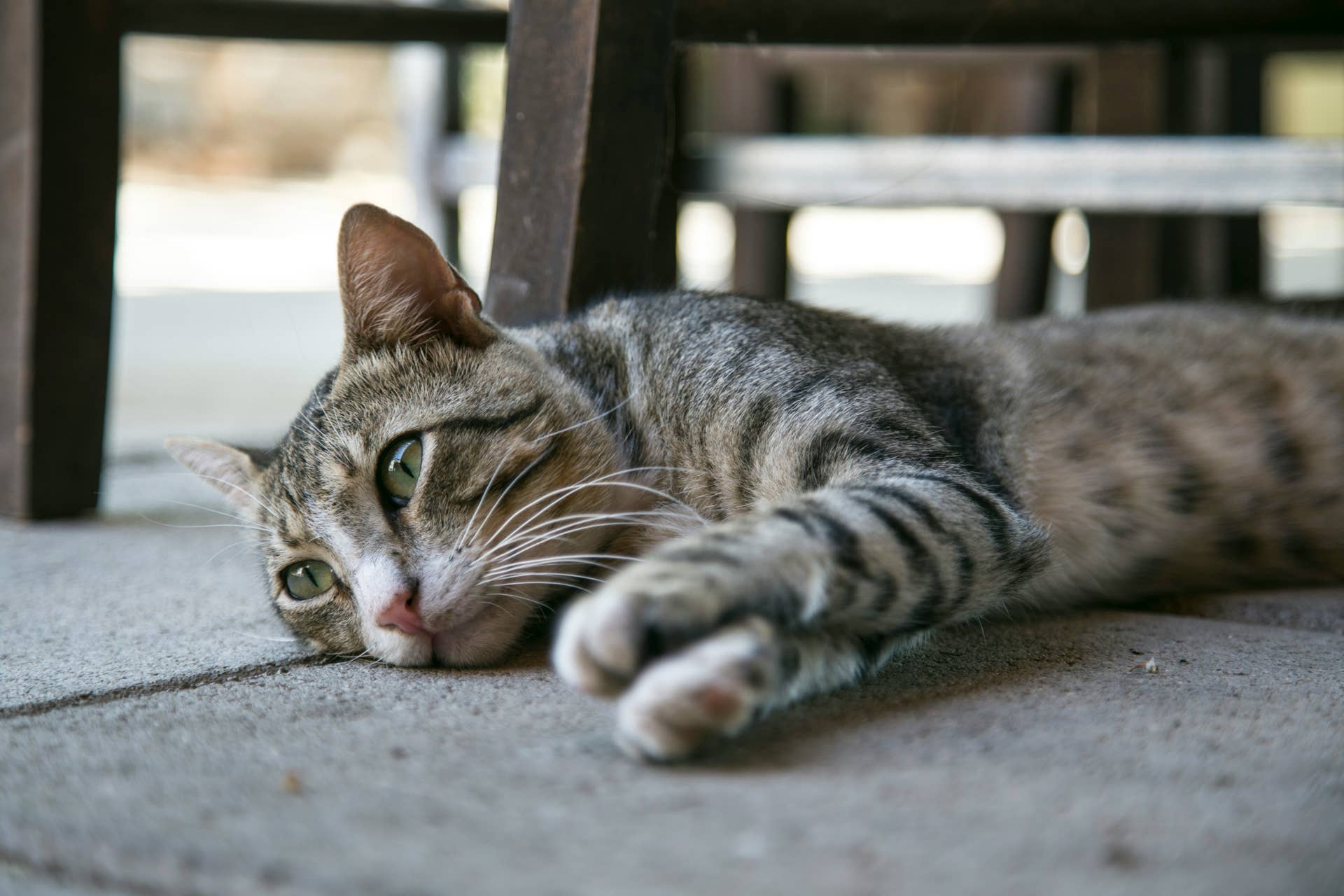 7 Subtle Signs Your Cat May Be in Pain and Trying to Hide It - Parade Pets