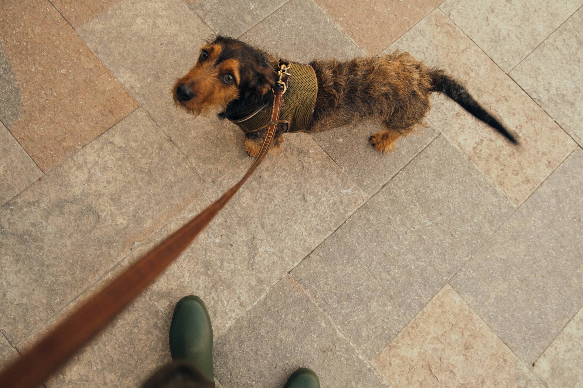 Dachshund Has To Wear a Mask on Walks Now—and It’s Sending People ...