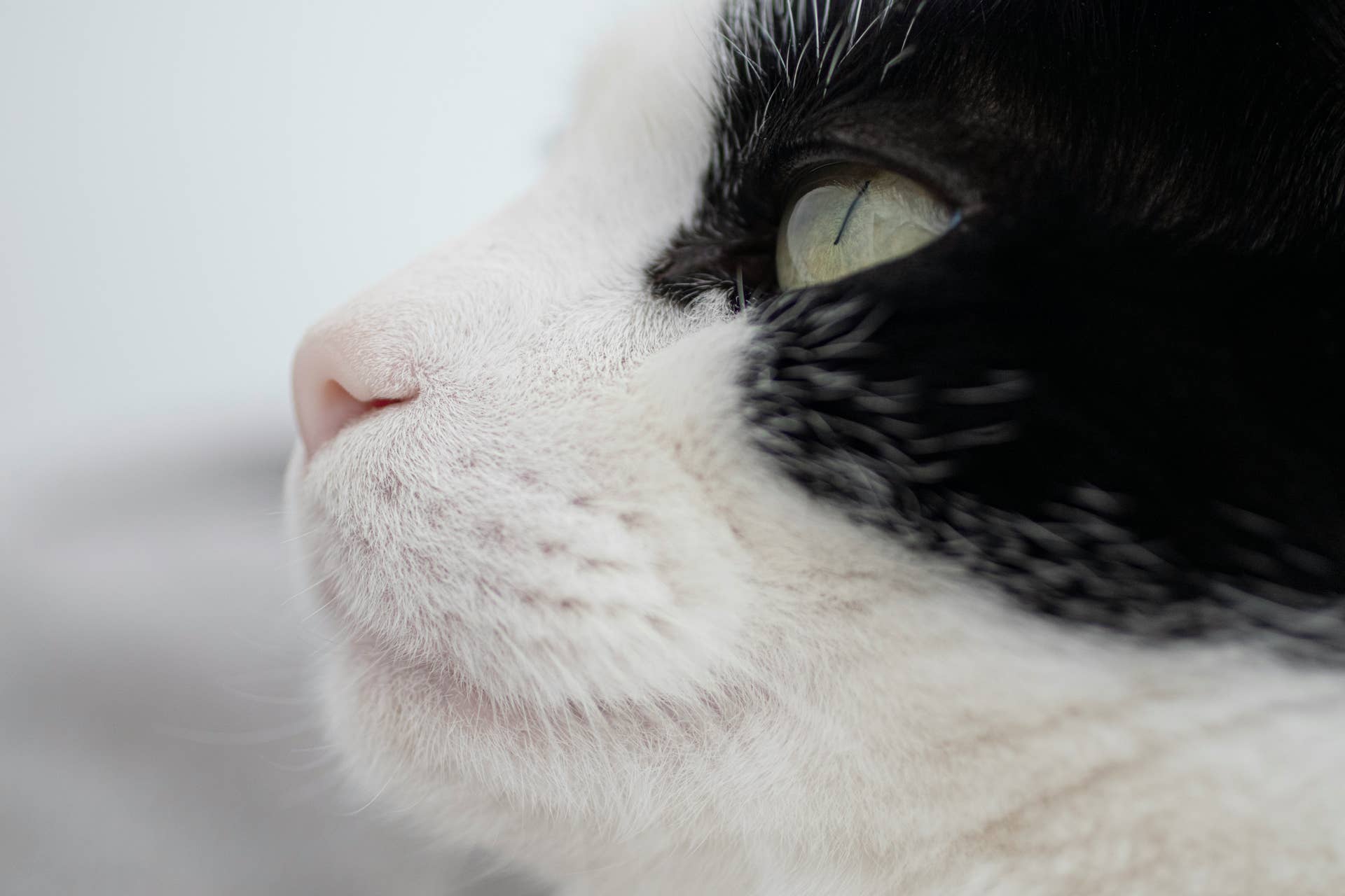 24-Year-Old Shelter Cat Loses Home He's Had Since Kittenhood, and It's ...