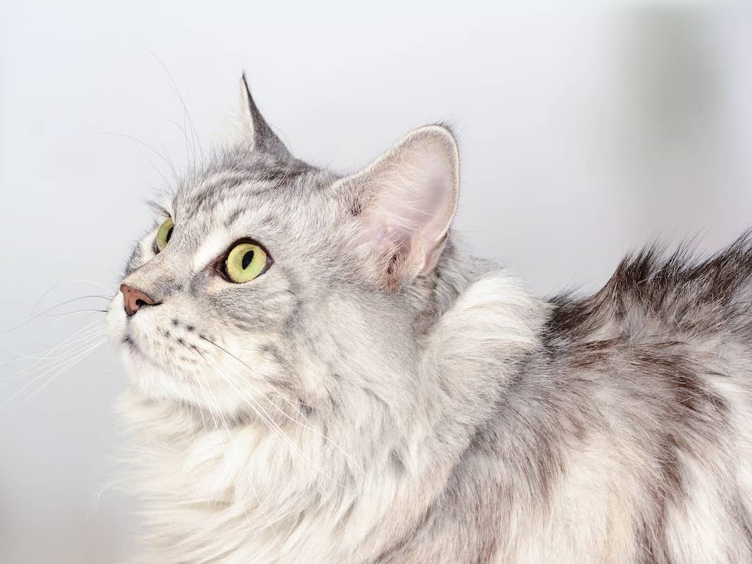 Massive Maine Coon Cat Sees Dad Making Lunch and Appoints Himself 'Head ...