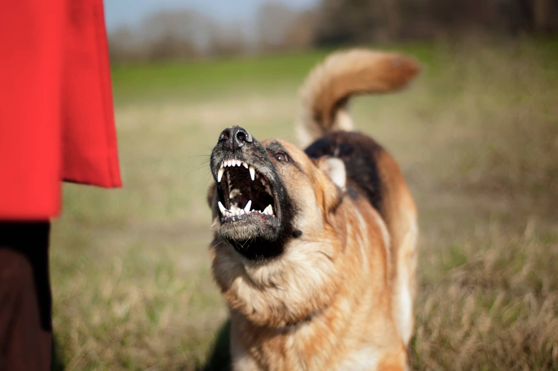 Sudden Aggression in German Shepherds: What to Do - Parade Pets