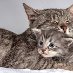 Stray Cat Brings Her ‘Rainbow Kittens’ Home for Dinner - Parade Pets