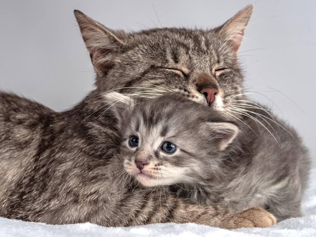 Mama Cat Has Just One Kitten and Can't Stop Hugging Her—the Overflowing ...