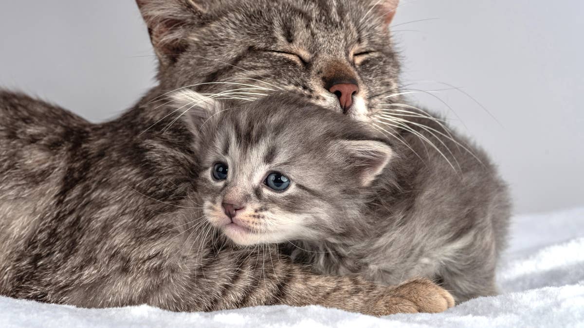 Mama Cat Has Just One Kitten and Can't Stop Hugging Her—the Overflowing ...