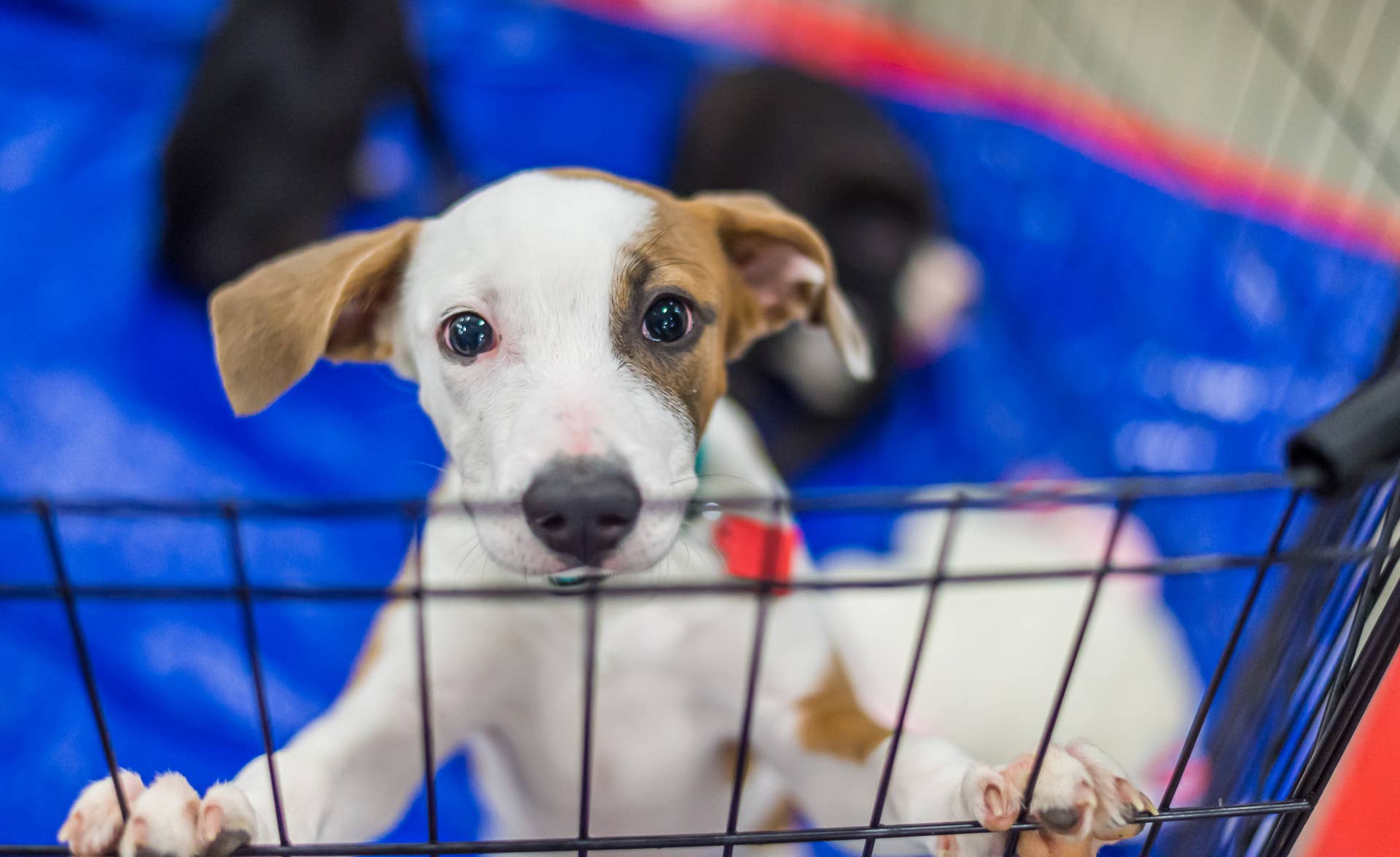 Michigan Shelter’s 'Rare Breeds' Video Helps Dogs Find Homes - Parade Pets
