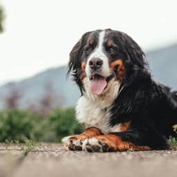 Bernese Mountain Dog's Emotional Reaction to a New Puppy Is Breaking ...