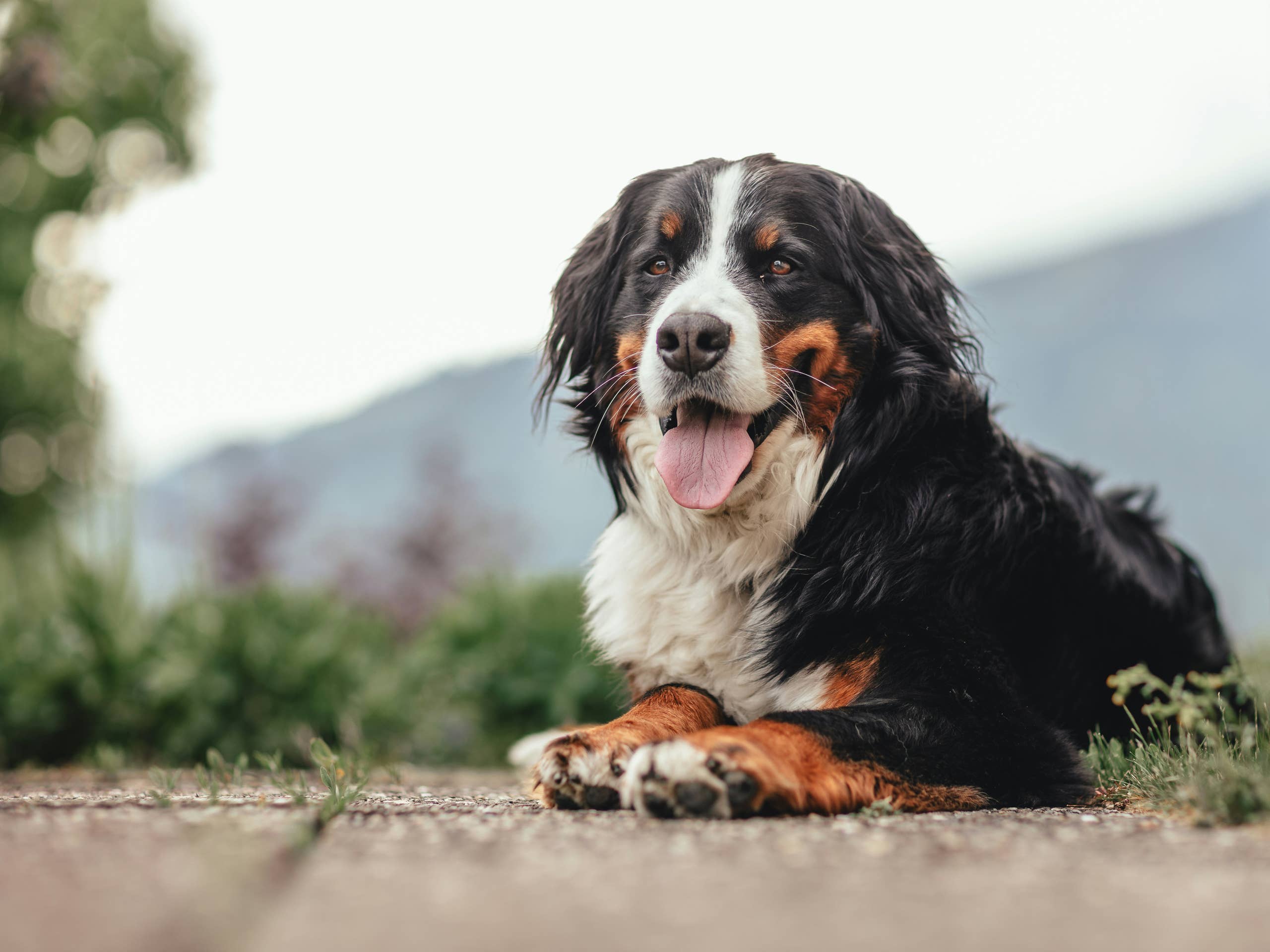 Bernese Mountain Dog Meets FedEx Driver and Escorts Him to Drop Spot to ...