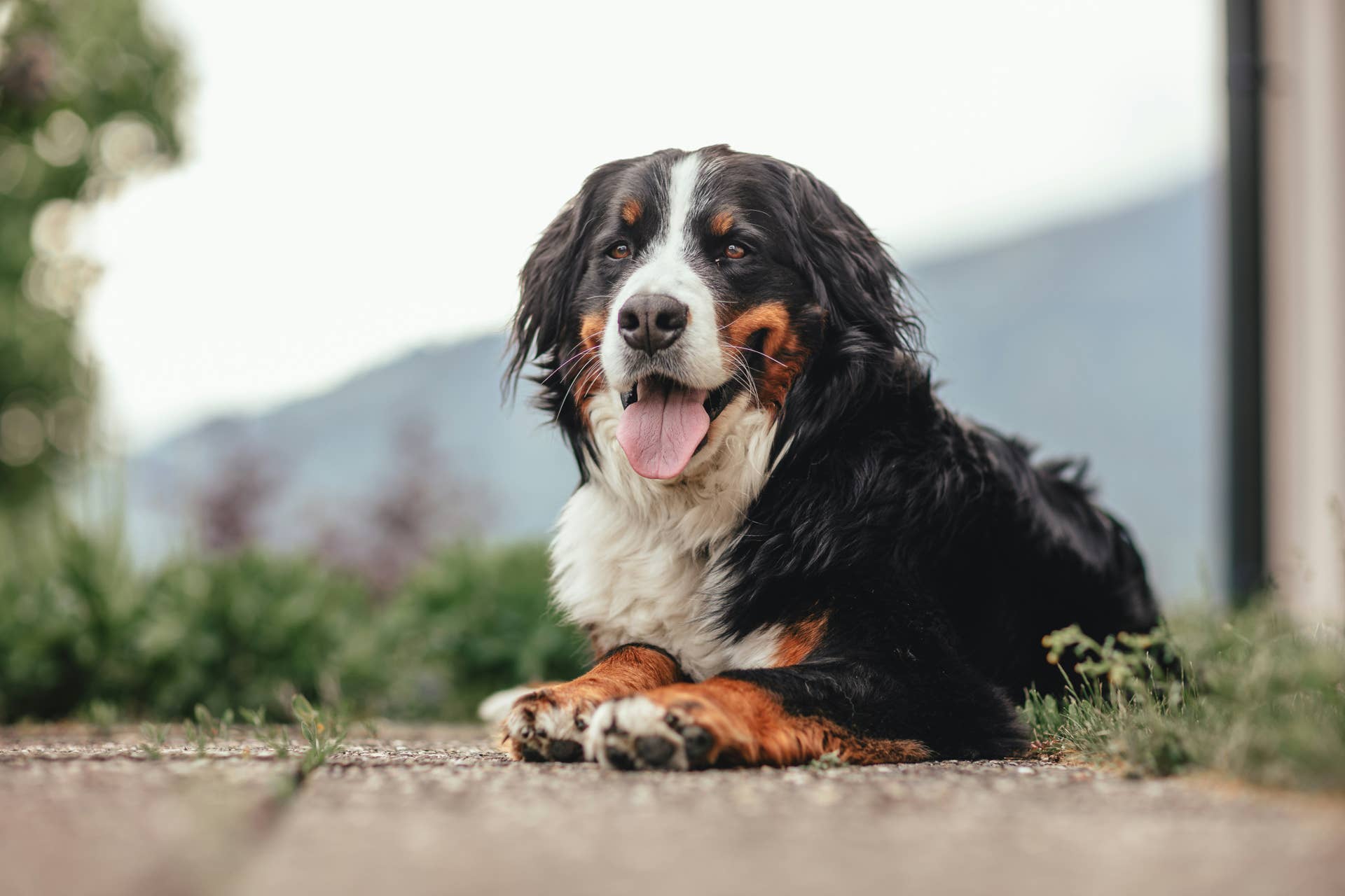 Bernese Mountain Dog Meets FedEx Driver and Escorts Him to Drop Spot to ...