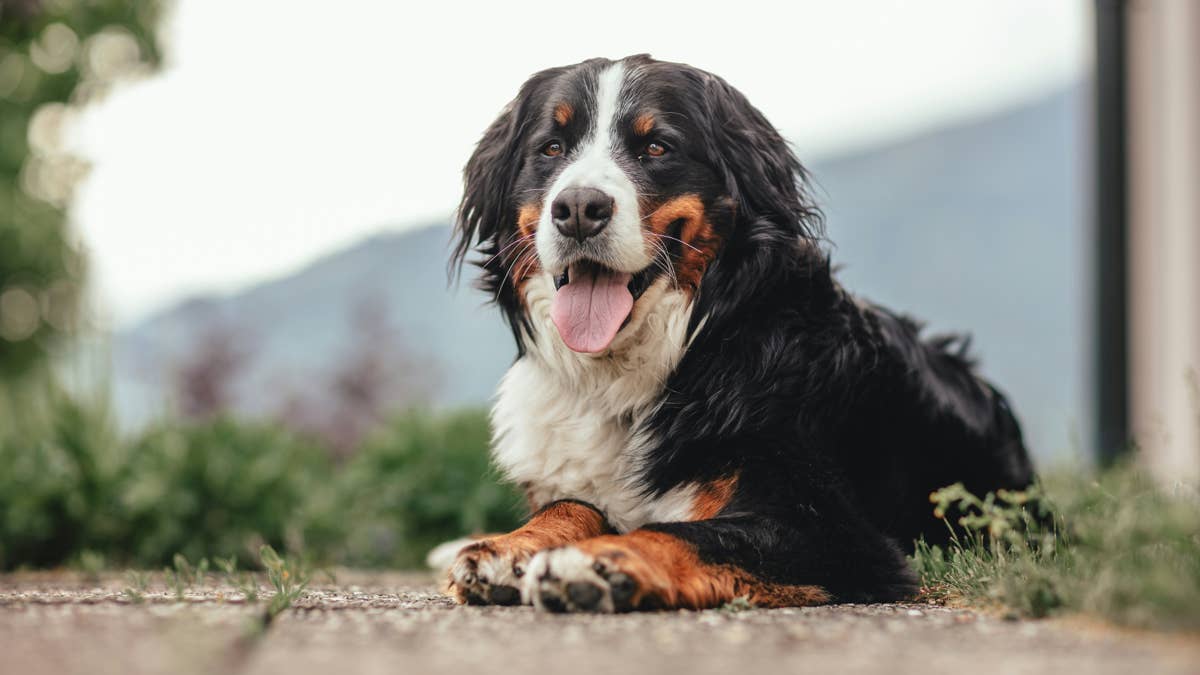 Bernese Mountain Dog Meets FedEx Driver and Escorts Him to Drop Spot to ...