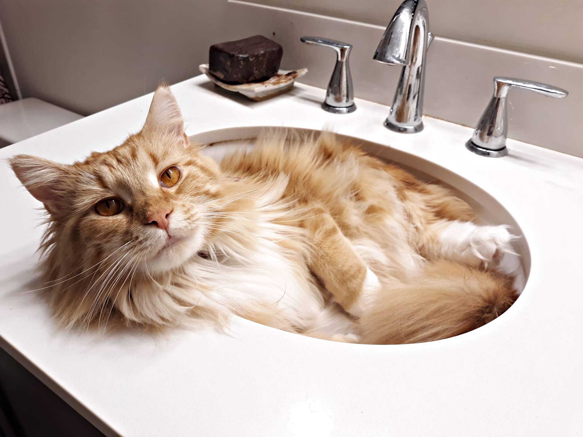 Spoiled Maine Coon Cat Sits in Sink and Totally Overflows - Parade Pets
