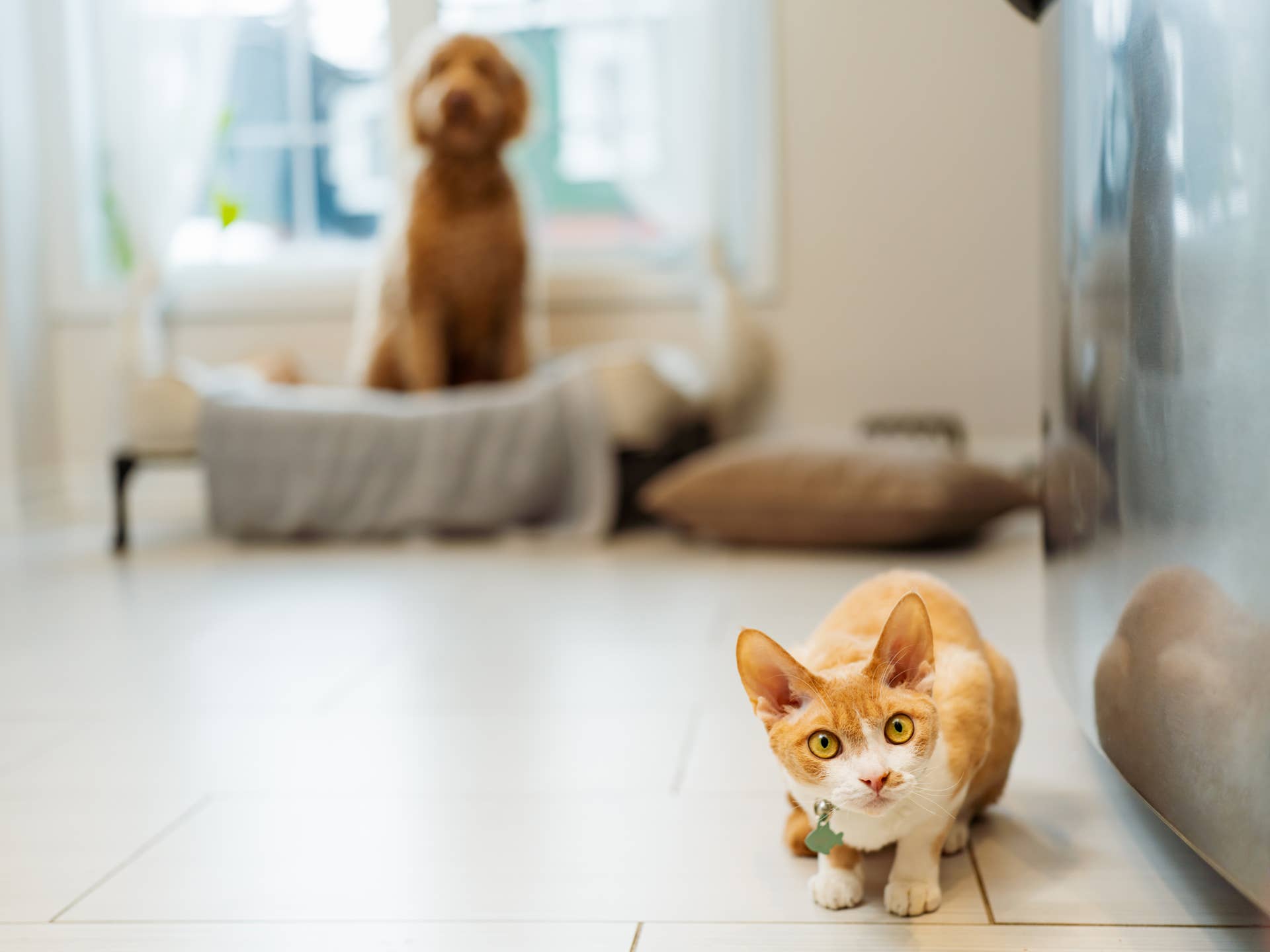 Kind Doodle ‘Fosters’ 7 Kittens — They Couldn’t Love Him More - Parade Pets