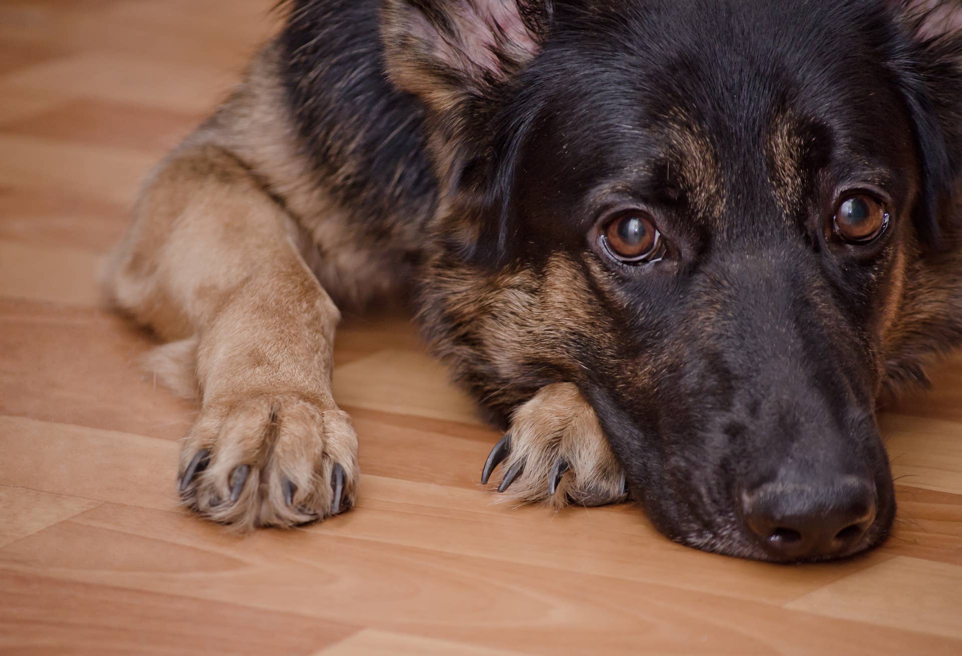 Sweet Puppy Finally Convinces Lonely German Shepherd to Play - Parade Pets